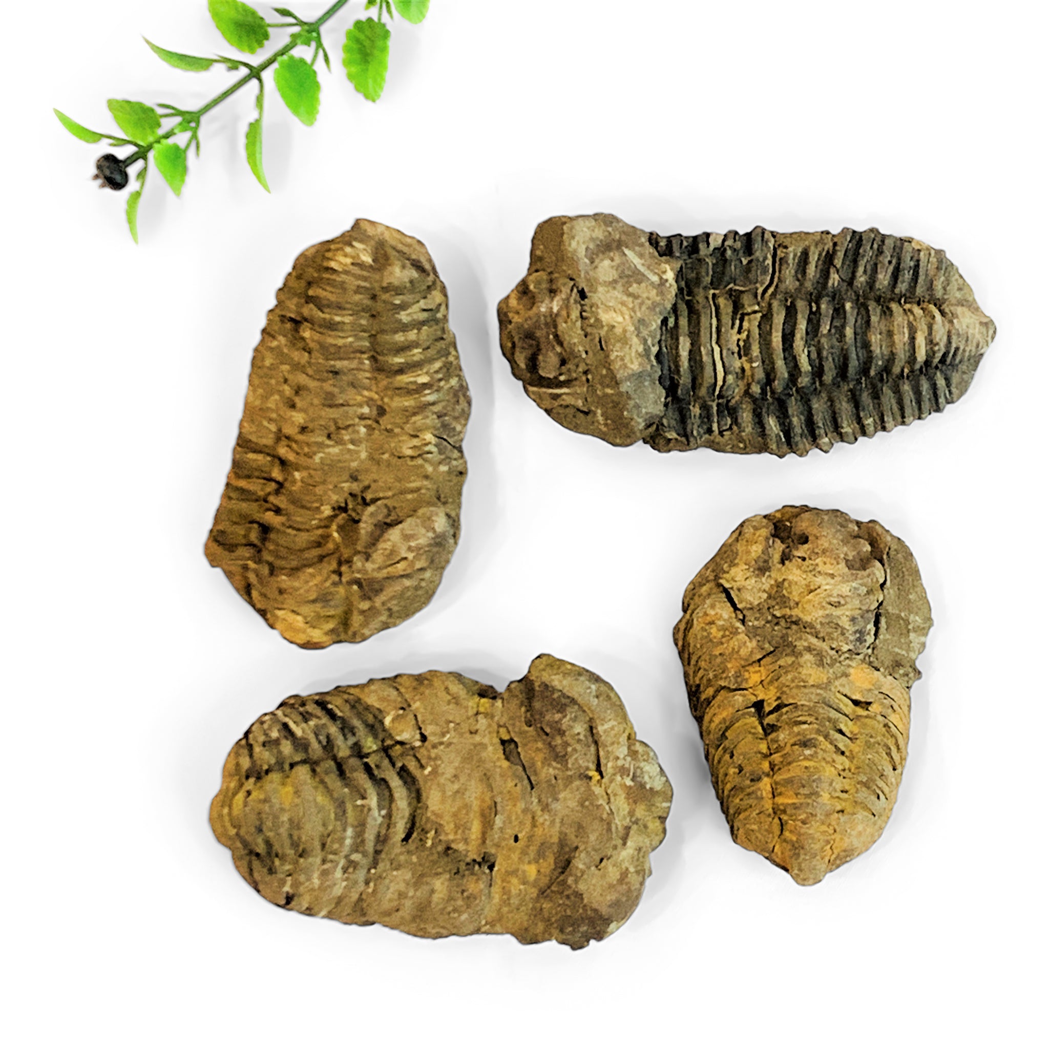 Trilobite – Bits of Nature Decor