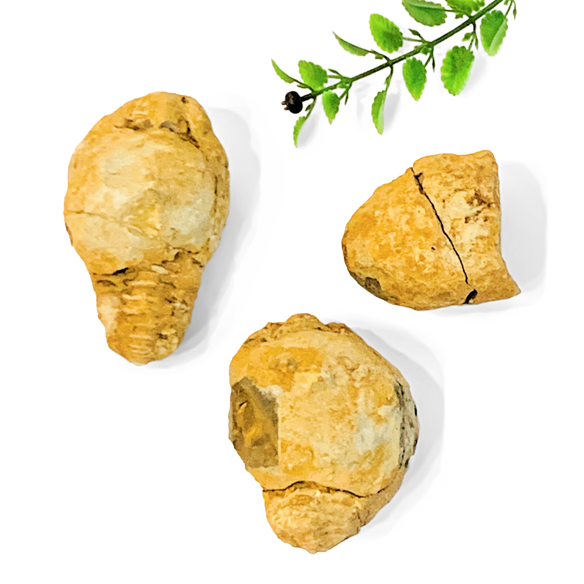 Trilobite – Bits of Nature LLC